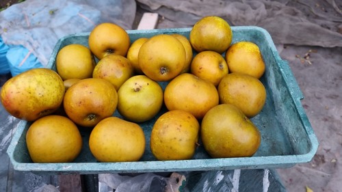 Russet Egremont Tree Cuttings 20 Unrooted 20cm | eBay UK