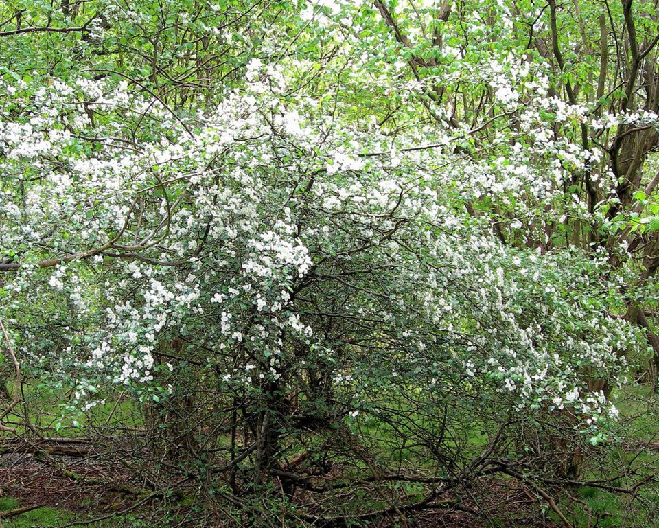 English Hawthorn, Crataegus laevigata, Tree Seeds (Edible, Hardy, Showy ...