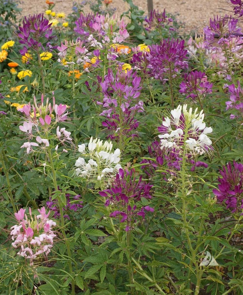 Cleome MIXED COLORS Spider Plant FALL PLANTING Pollinators USA Non-GMO ...