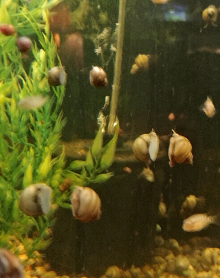 7 Mystery Snails Asian Ringed Apple Snail Freshwater Snails No Baby ...