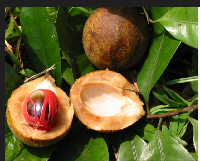 1 NUTMEG TREE Seed Myristica Fragrans Pala MACE Fruit Nut Pumpkin Pie ...