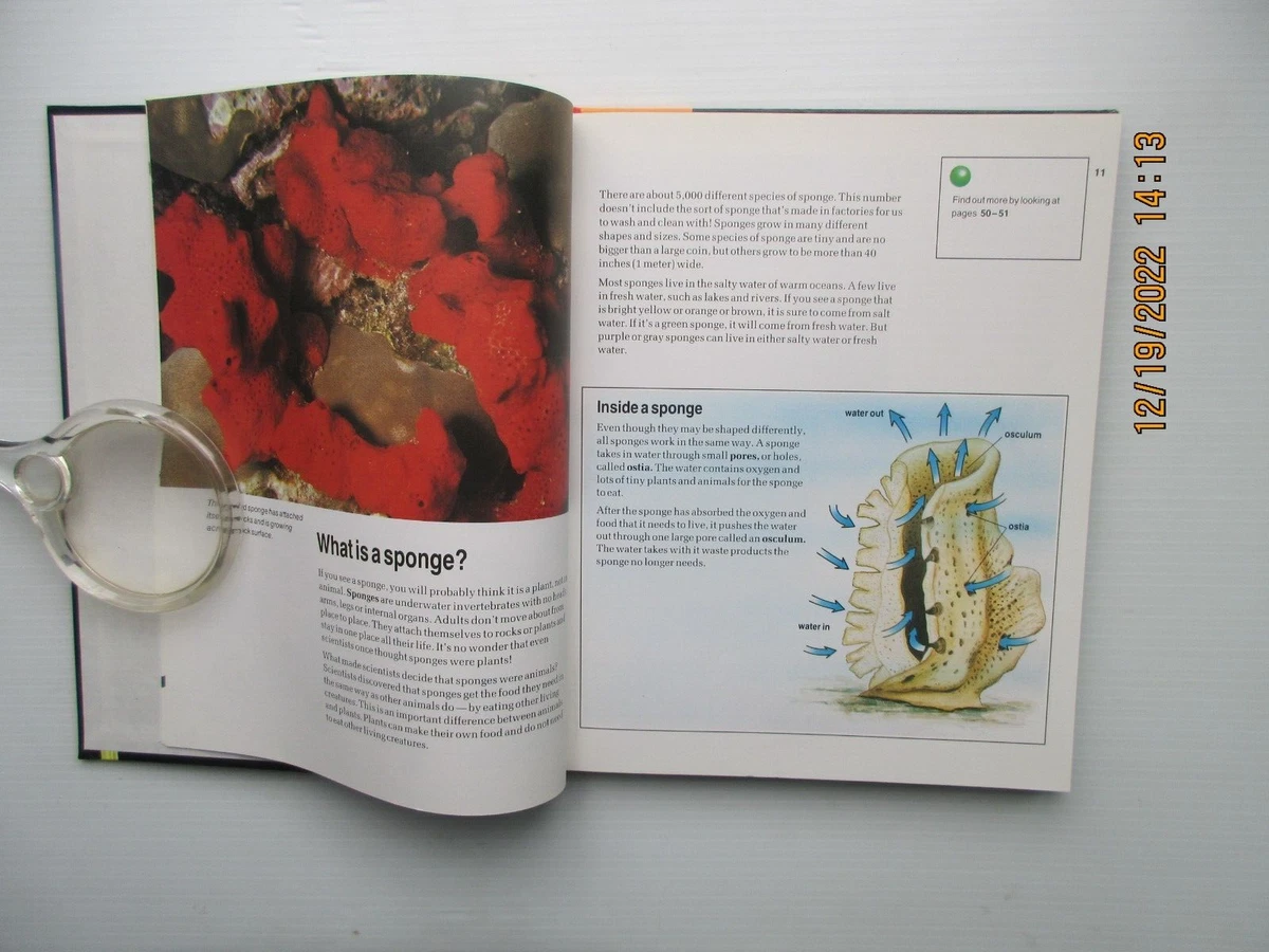 Animals Without Backbones Book