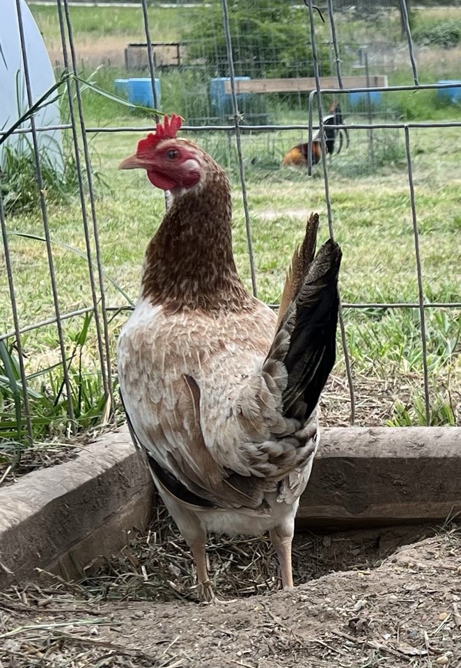 6 Pure E.W. Law Grey Gamefowl Poultry Chicken Hatching Eggs | eBay