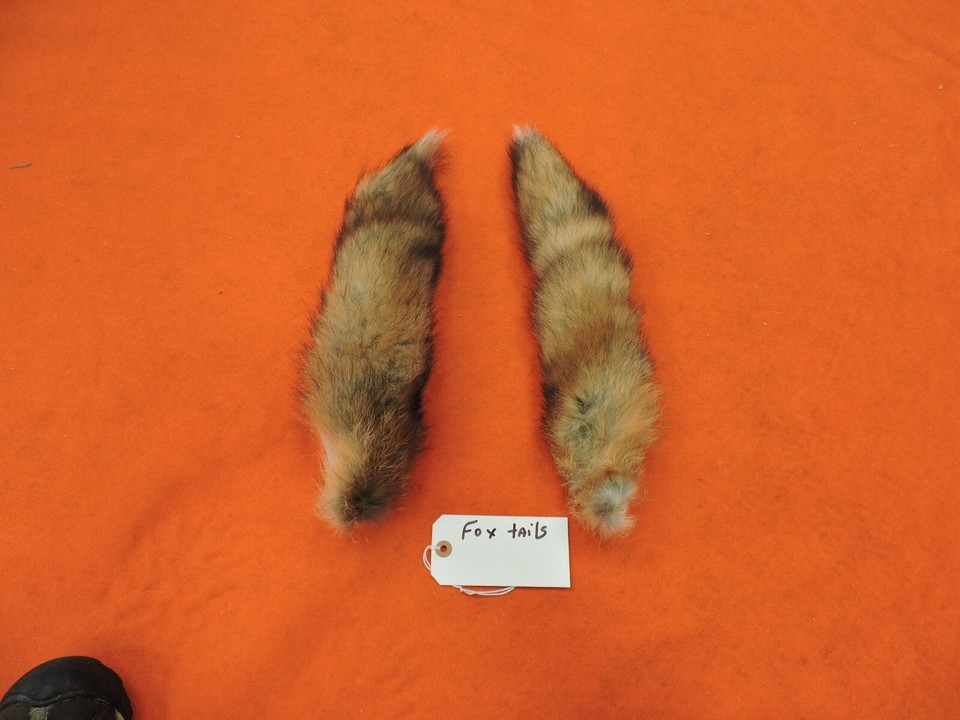 RED FOX TAILS TAXIDERMY | eBay