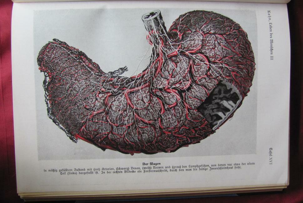 1927 VINTAGE GERMAN MEDICAL BOOK – HUMAN ANATOMY BIOLOGY & PHYSIOLOGY ...