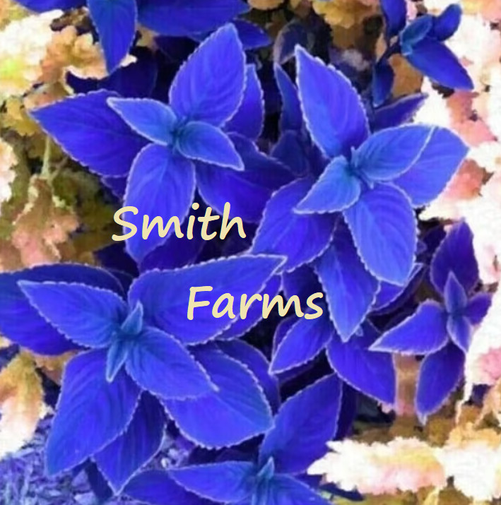 25+ Seeds Blue Coleus Flowers Easy to Grow Garden - llozi.com