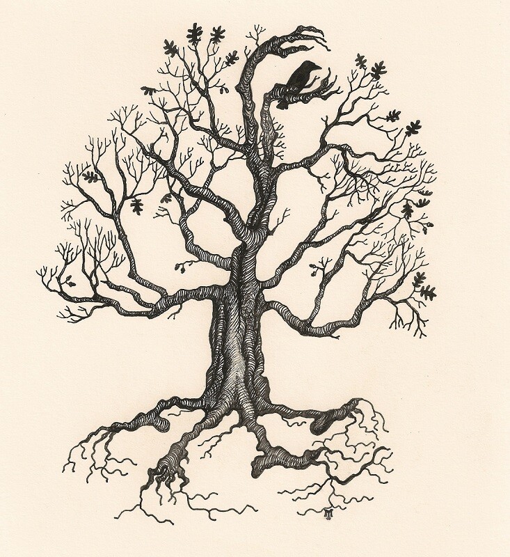Oak Tree With Roots Drawing