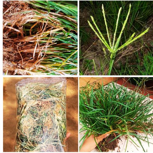 Herbal Tea Dried Paragis Plant Goose Grass Eleusine Indica Ayurvedic ...