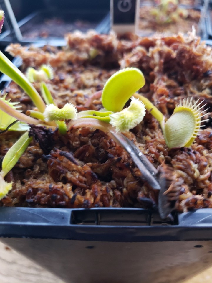 Venus Fly Trap " GJ Explosion " by Green Jaws Dionaea Carnivorous Plant | eBay UK