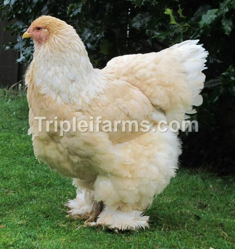 12+ GIANT LARGE FOWL ~LEMON PYLE BRAHMA~ fertile chicken hatching eggs ...