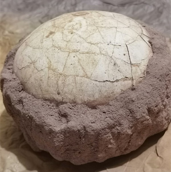 Segnosaur Dinosaur Egg Fossilized Crystallized Fossil Jurassic ...