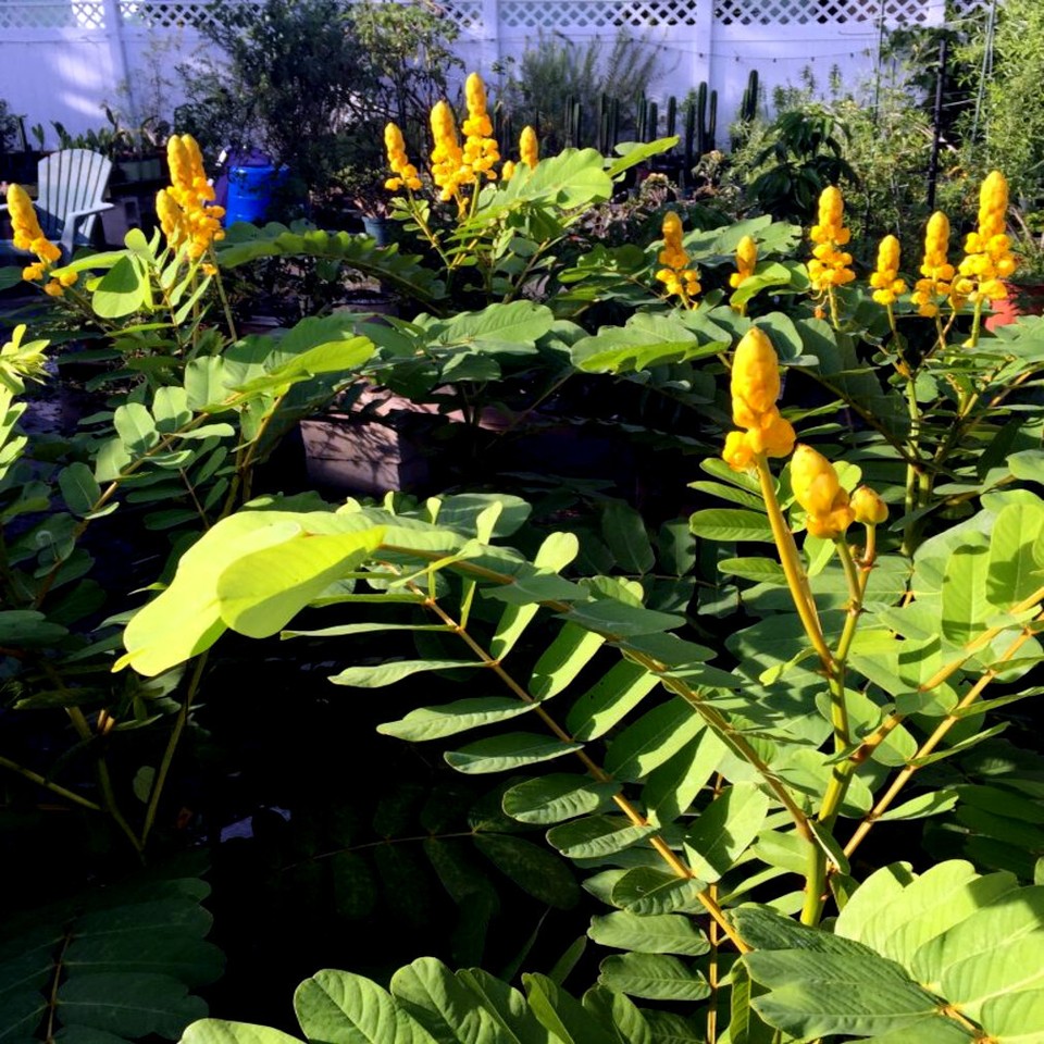 20 CANDLE BUSH SEEDS Cassia Alata Senna Tree Plant "Flowers Attract ...