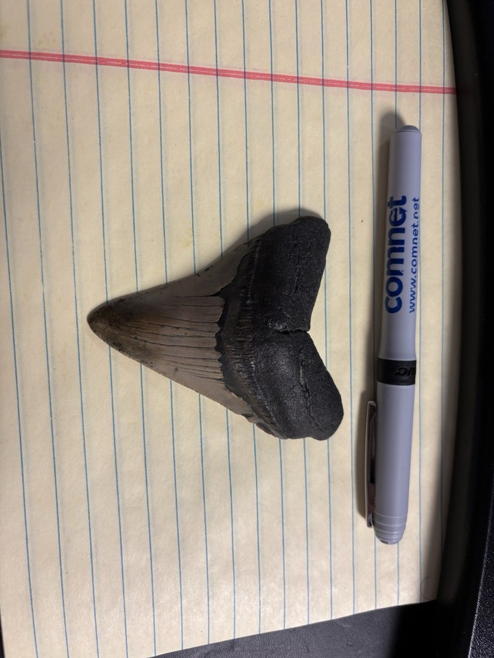 3 INCH REAL MEGALODON SHARK TOOTH BIG FOSSIL GIANT GENUINE RELIC TEETH ...