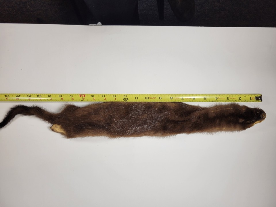 Tanned Mink Tail Fur Skin Pelt Taxidermy Hide Part | eBay