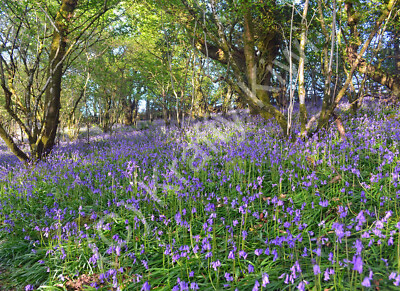 Meldon Woods Bluebells Dartmoor Devon Photo Art Print Canvas (UK) | eBay UK