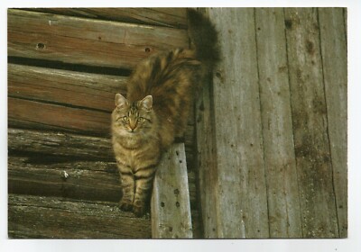 TABBY CAT Photo Tore Hagman Papperix Sweden Wooden Boards Photo ...