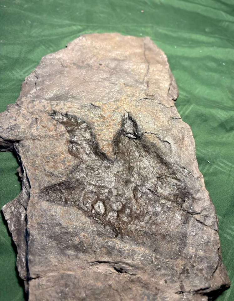 AWESOME GRALLATOR DINOSAUR FOSSIL FOOTPRINT TRACK FOSSIL PLATE 200 MYO ...