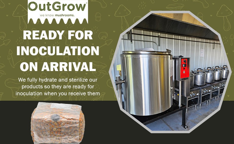 6-Pack Sterilized Popcorn Grain Spawn – 1 lb Bags with Injection Ports ...