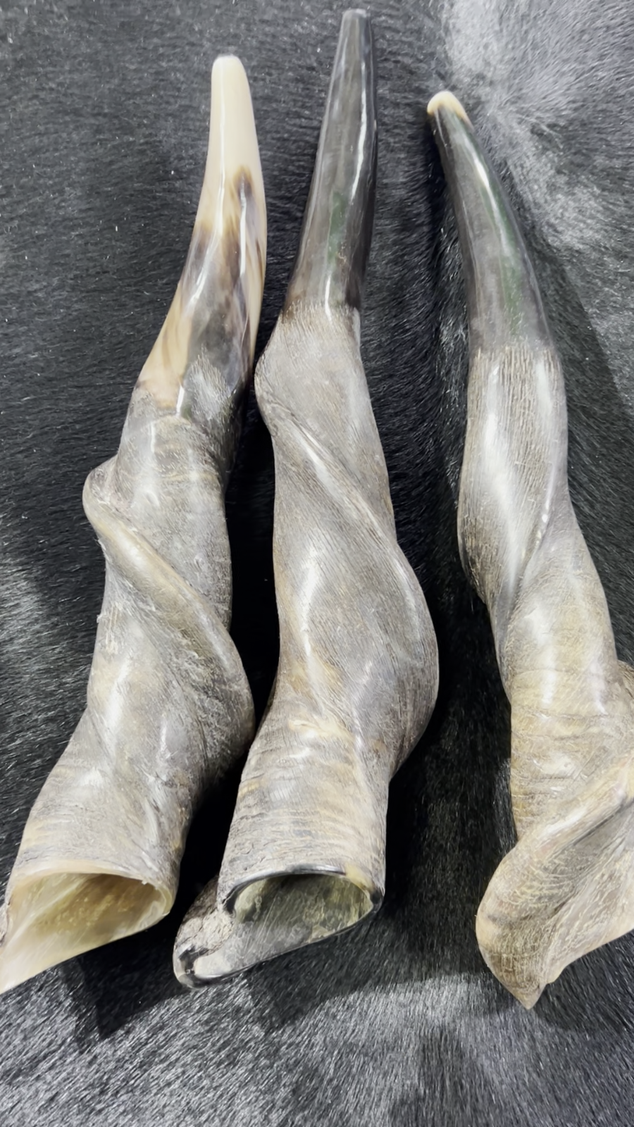 Yemenite Eland Shofar - Semi Polished Kosher-Made Eland Shofar - Approx ...