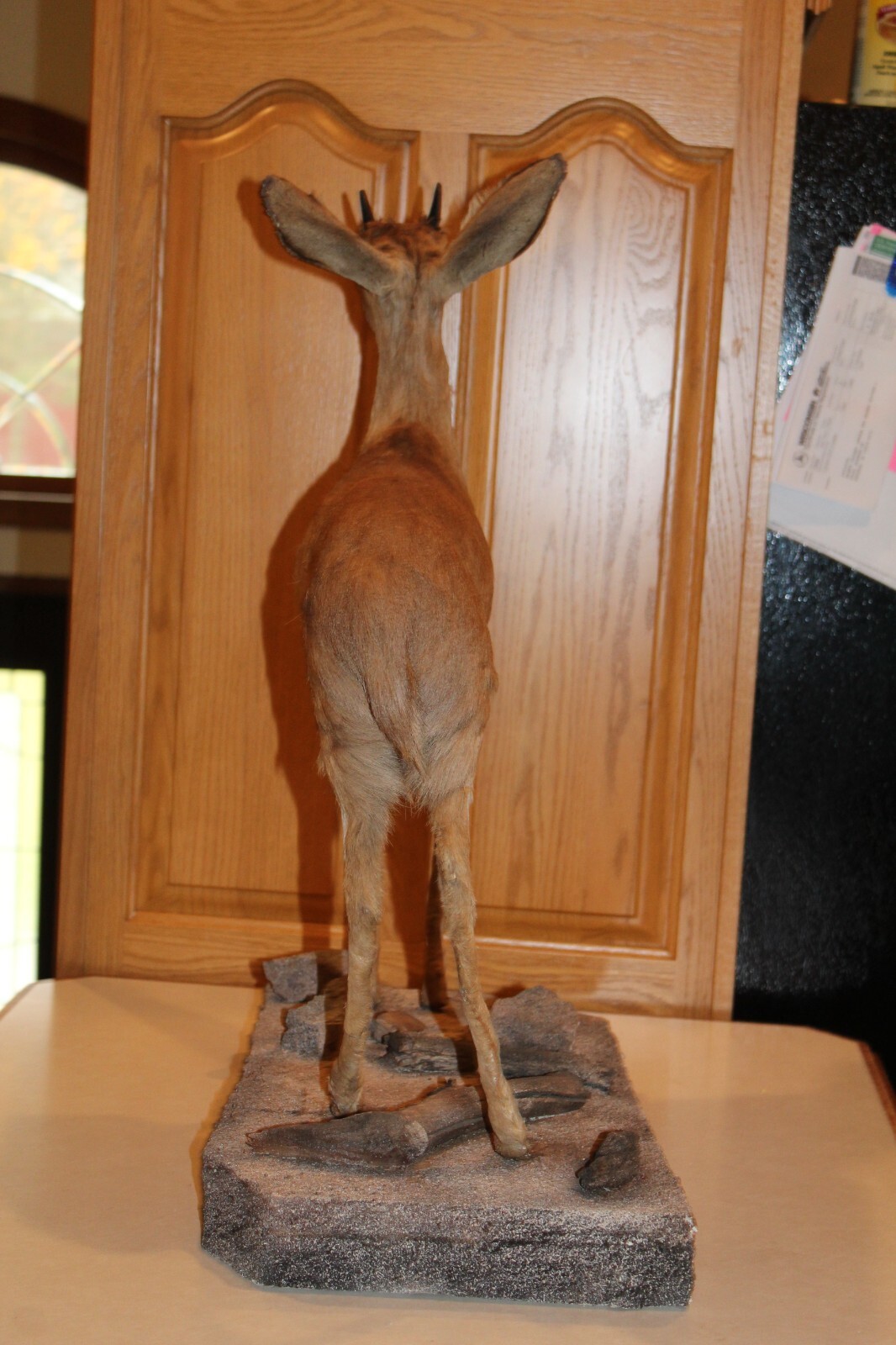 Taxidermy Steenbok Antelope Mount Duiker Africa Safari Hunt Whitetail ...