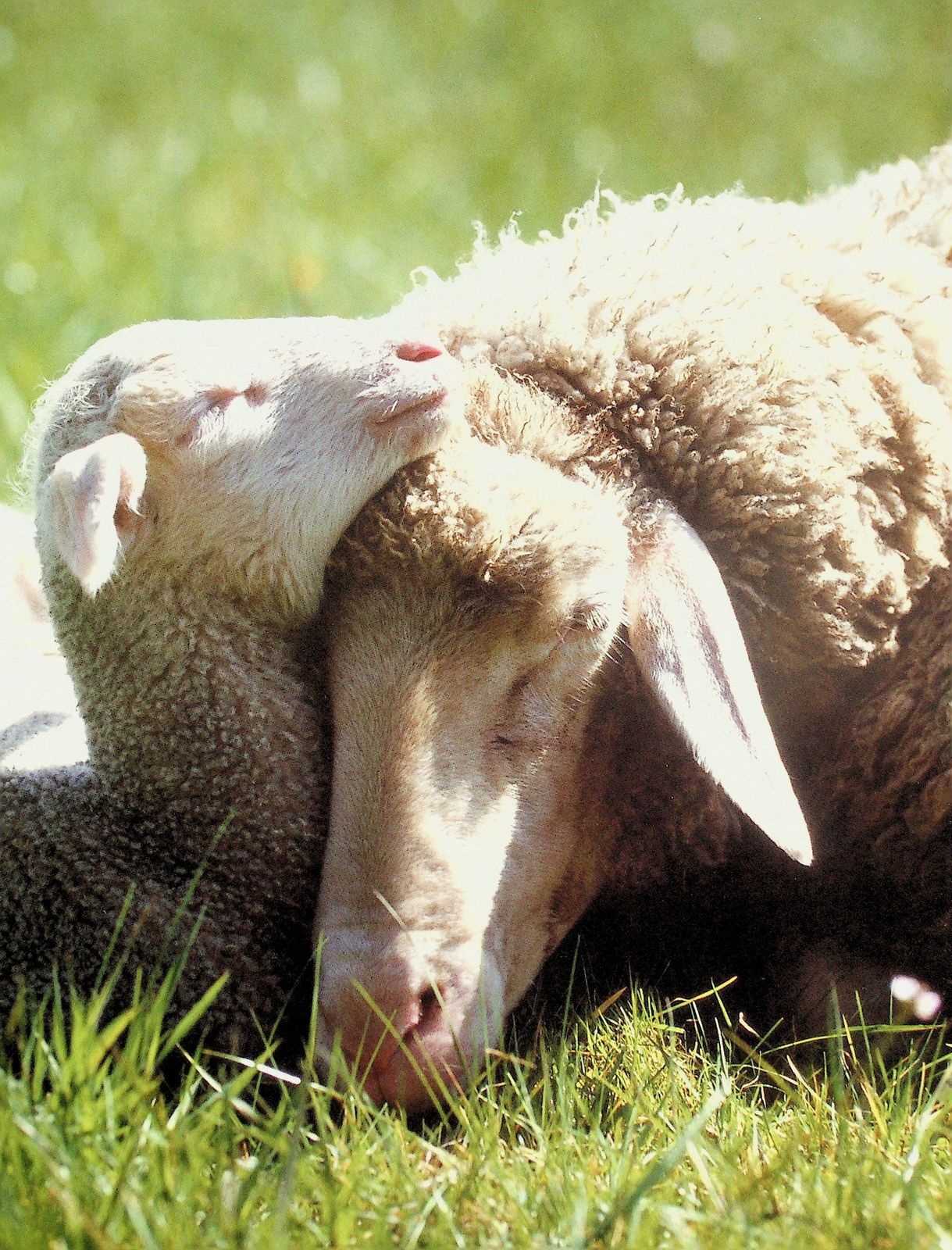 Sleeping Farm Animals