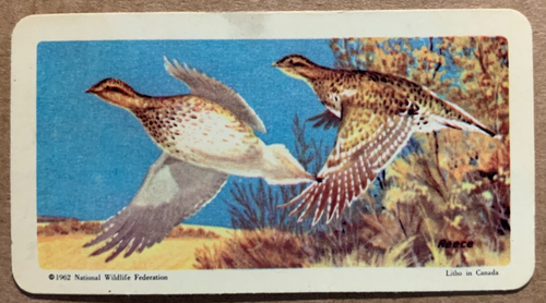 1962 Red Rose Tea Birds of North America Sharp Tailed Grouse 32 | eBay