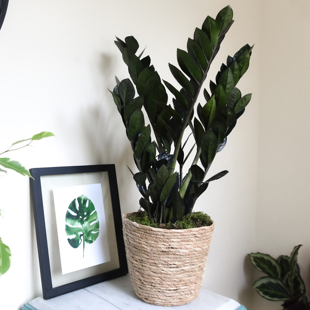T&M Zamioculcas Evergreen House Plant Indoor Fern 'Raven' 1 x 14cm or ...