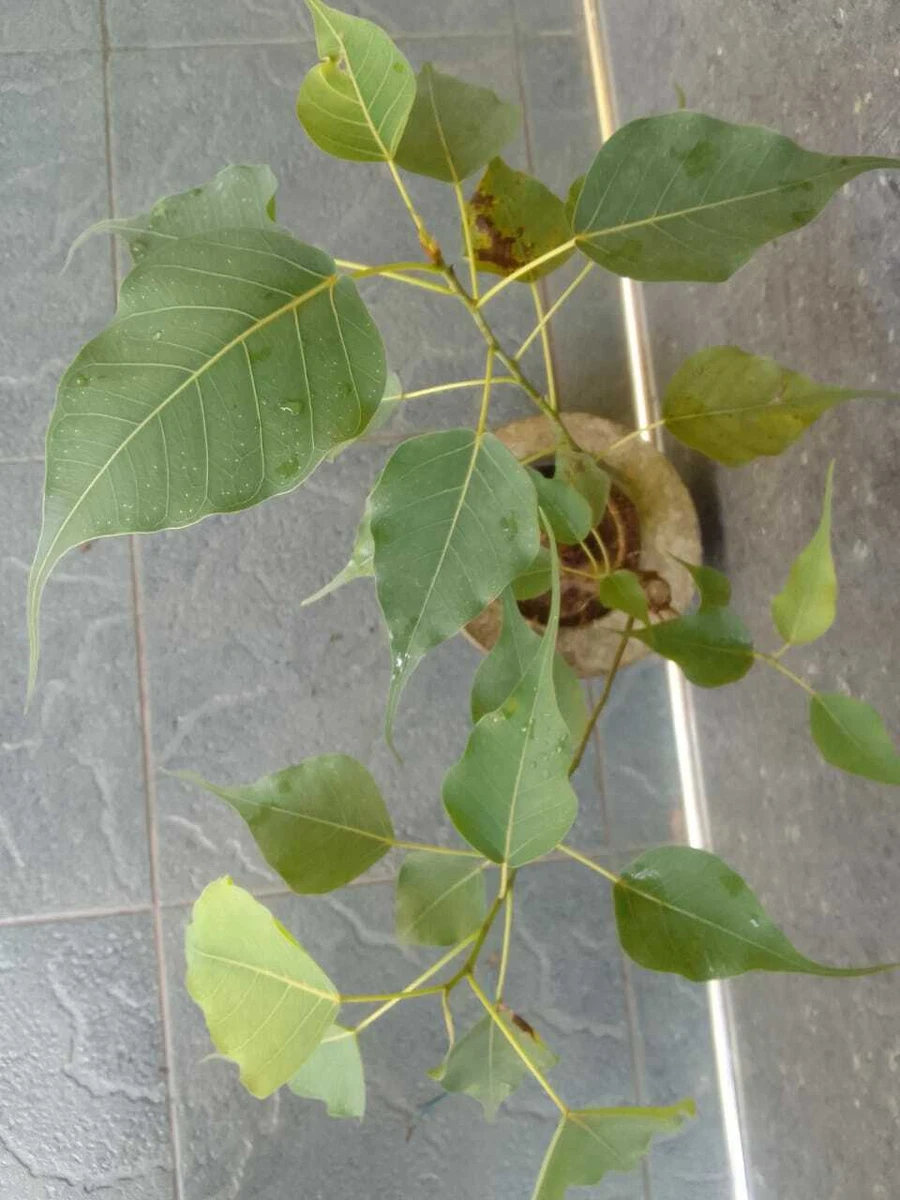 Peepal Tree Leaves