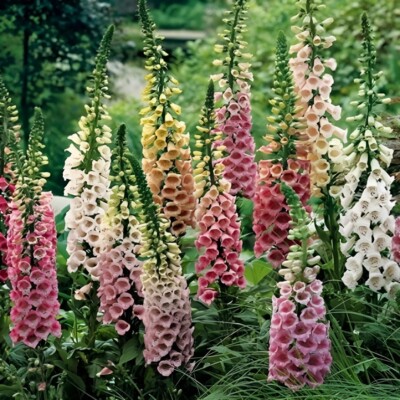 9000+ digitalis Excelsior Mix Foxglove Seeds | Non-GMO | | eBay