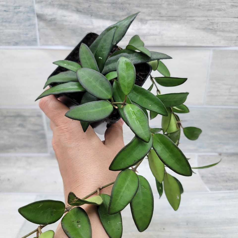 Hoya Rosita – Rare Trailing Wax Plant – 4" Pot – Indoor Houseplant | eBay