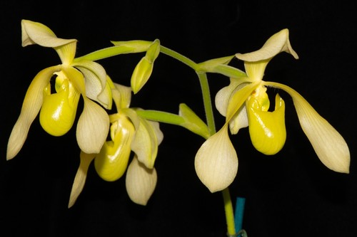 Paphiopedilum QF Yellow Bird #2 (Toni Semple x lowii var. album), in ...