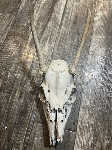 SPIKE SET Whitetail Deer Euro Mount Shed Antlers Horn Elk Mule Chew Toy ...