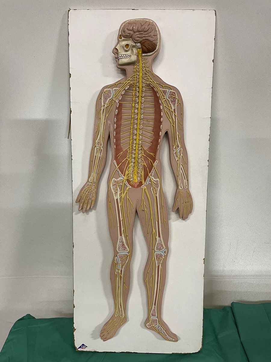 Spinal Nerves Model Labeled