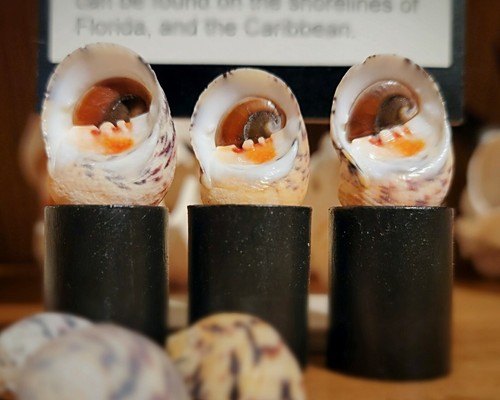 Bleeding Tooth Shell, Set of 6, Sea Snail Shells, Oddities, Nerita ...