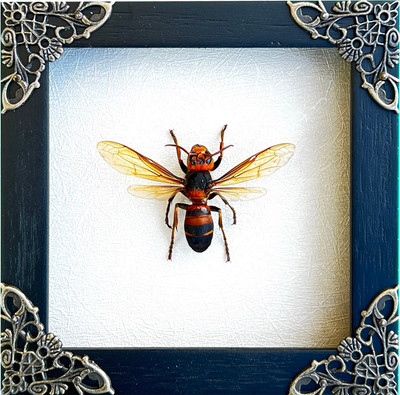 Real Framed Ant Handmade Shadow Box Insect Frame Taxidermy Taxadermy ...