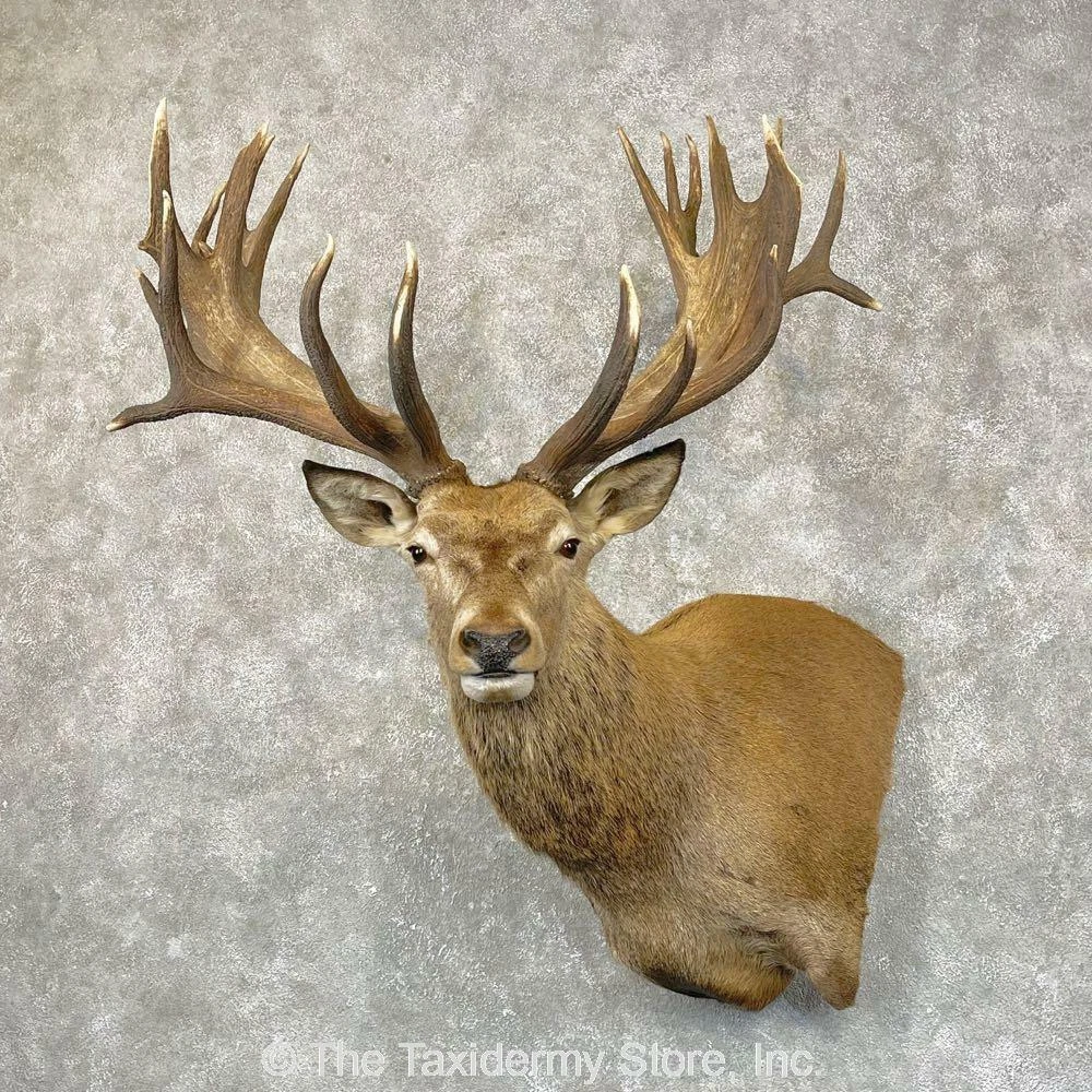 Monster Red Stag Deer