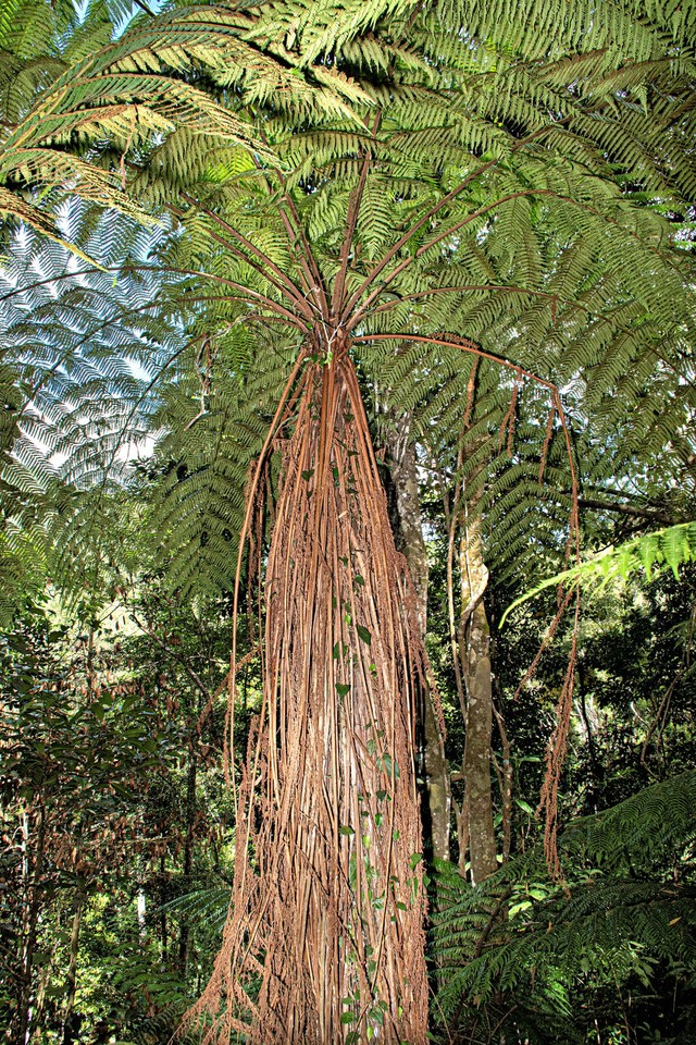 Fern spore - CYATHEA WOOLLSIANA | eBay