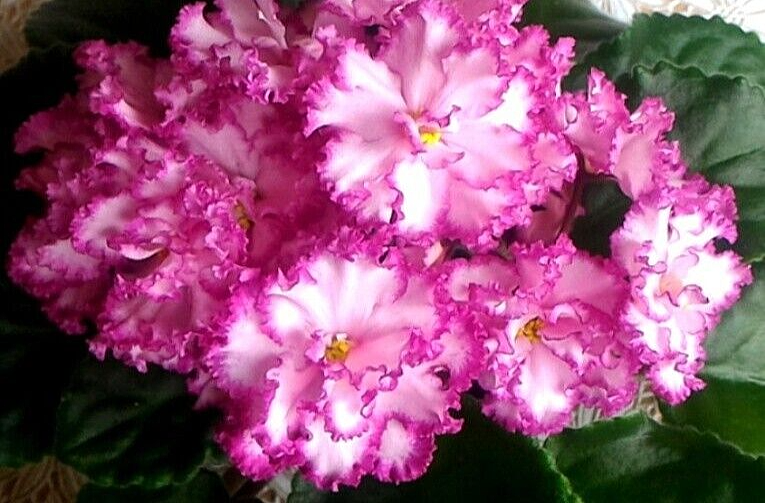 African Violet PLANT ~ YAN-MINUET (RUS) 'Ian-Minuet' Extremely Rare ...