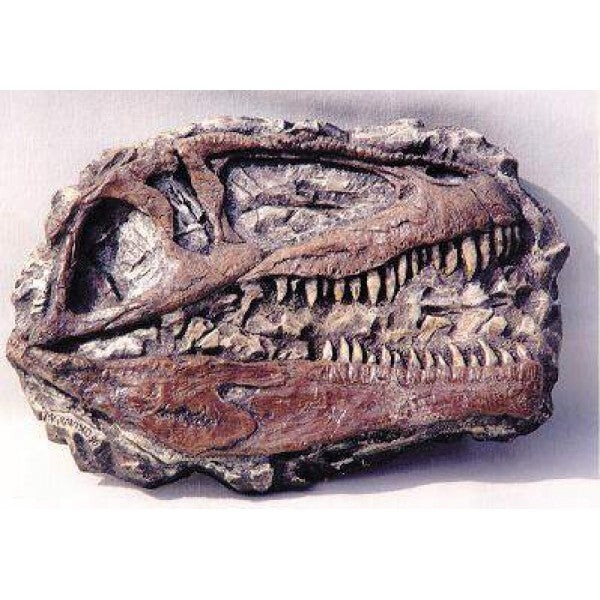 Replica Do Cranio De Deinonychus
