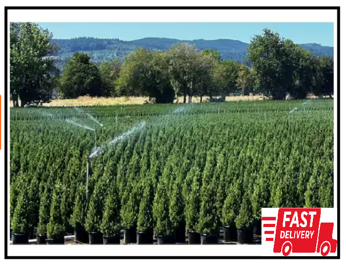 2.5 qt. Dwarf Alberta Spruce Live Pyramidal Evergreen Tree Conifer | eBay