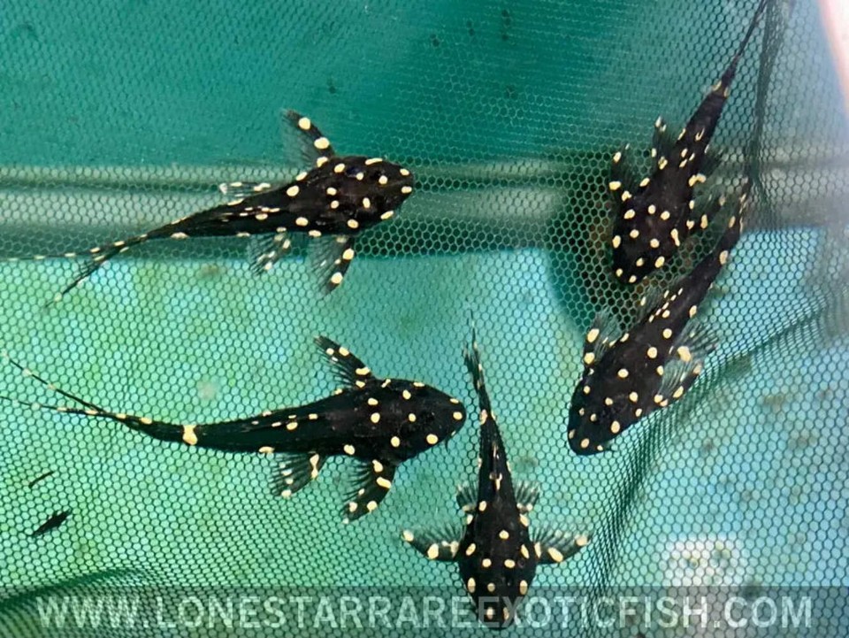 L155 Adonis Pleco / Acanthicus adonis - Live Aquarium Fish | eBay