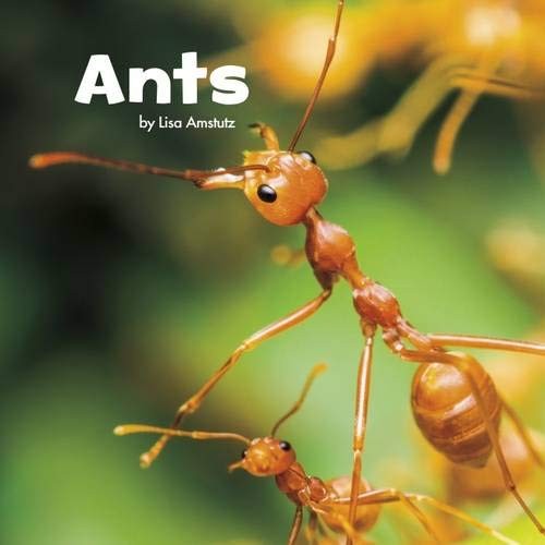 Ants (Little Pebble: Little Creatures) (Little Critters),Amstutz | eBay