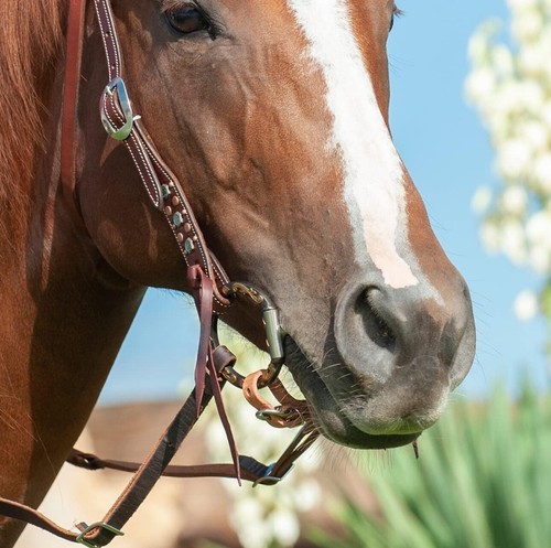 CLASSIC EQUINE Sherry Cervi Diamond D-Ring Bit Square Round Snaffle ...