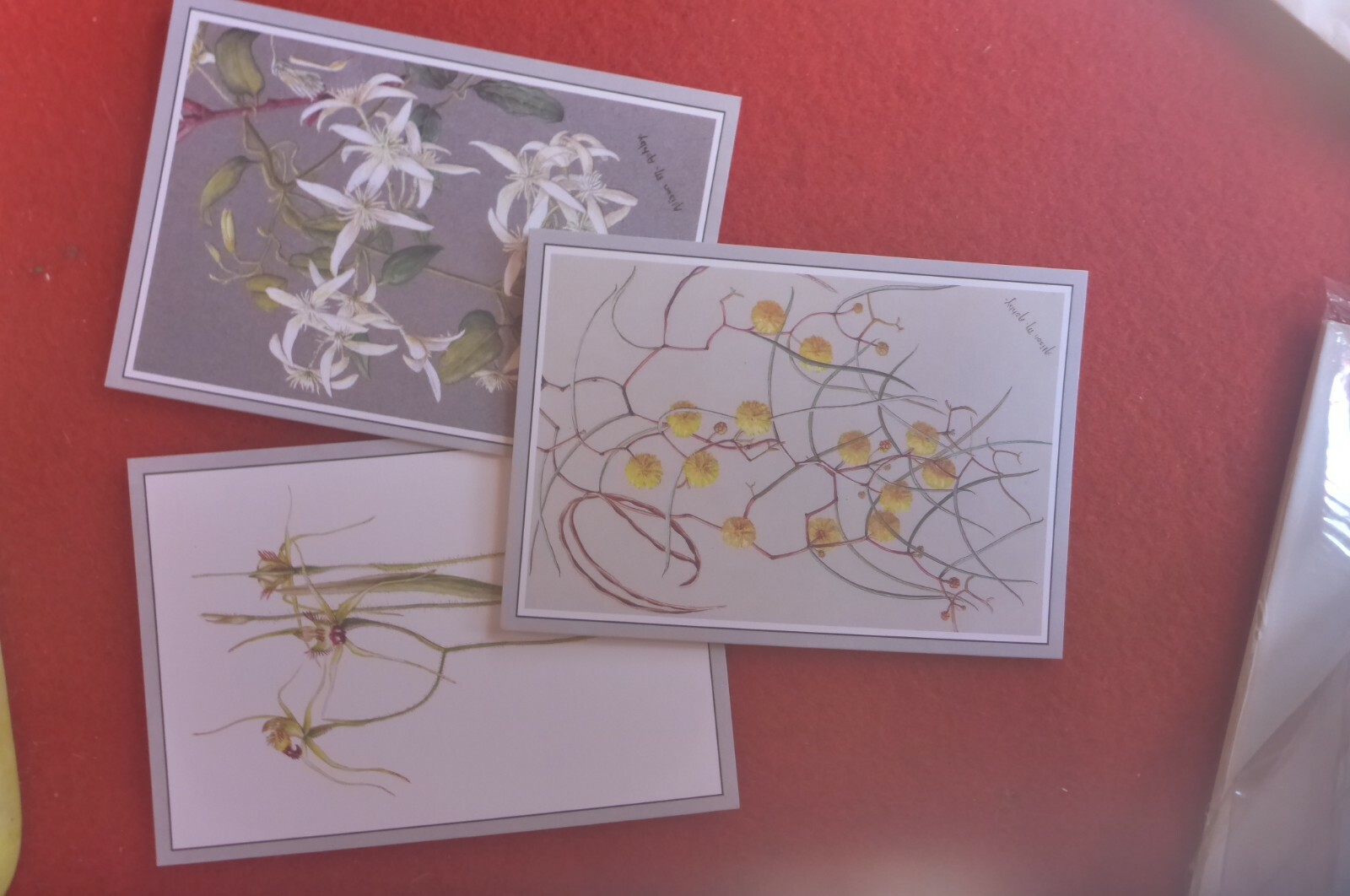 SET OF AUSTRALIAN WILD FLOWER CARDS ADELAIDE BOTANIC GARDENS ALISON ...