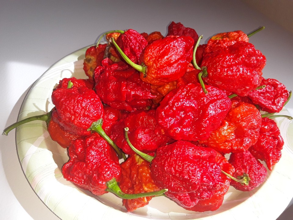 50+ Authentic Red Apocalypse Scorpion Pepper Seeds World’s hottest ...