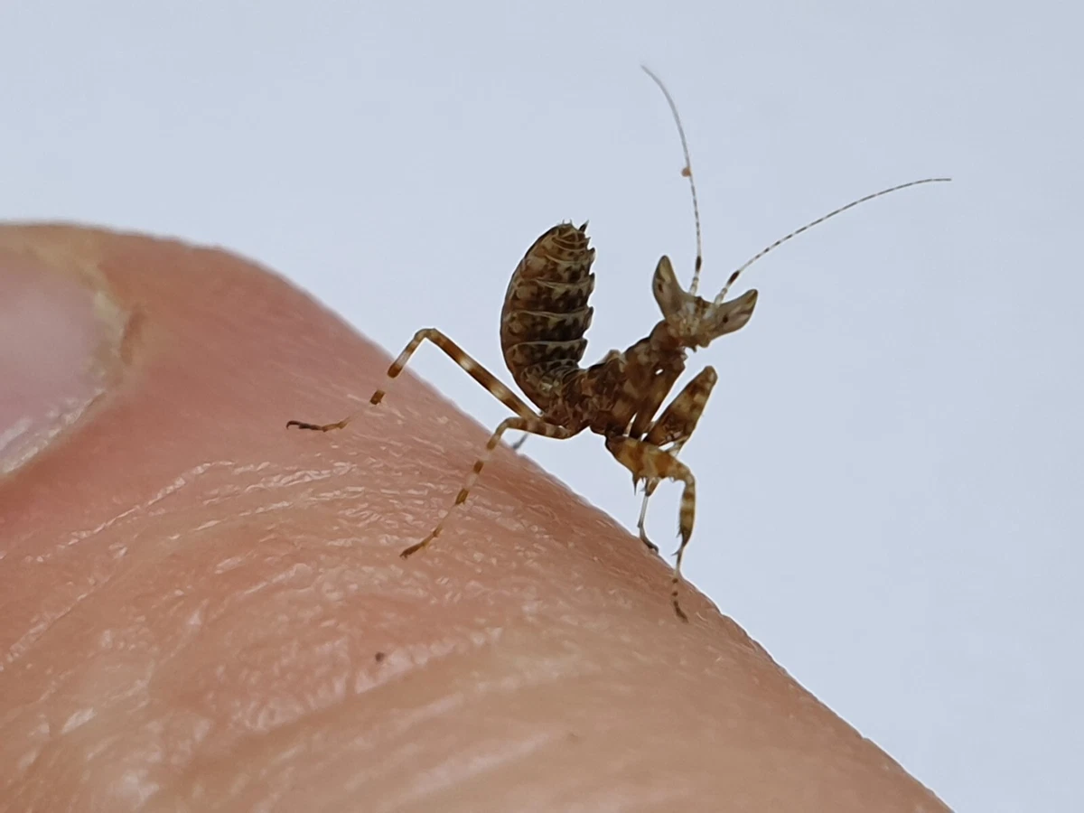 Malaysian Flower Mantis Care | Best Flower Site