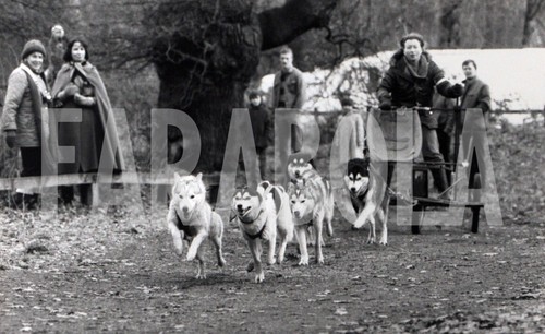 Photo de presse vintage Animaux, Husky, Forêt Sherwood, 1986, tirage 19 ...