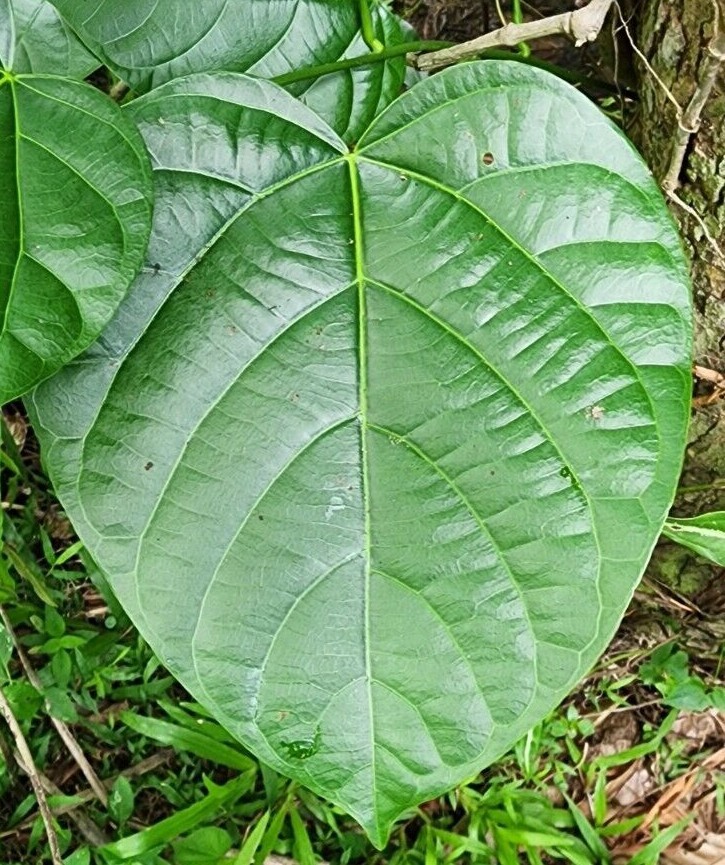 Rare Dried Anamirta cocculus Leaves Fish Berry Indian Berry Levant Nut ...