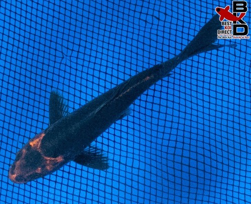 5" GOLD CROWN Live Koi Fish Garden Pond 12/10 | eBay