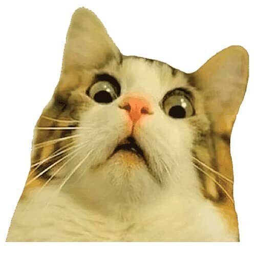Pack 3 Pcs Sticker - Funny Surprise Cat Meme - Cat Meme Sticker Decals ...